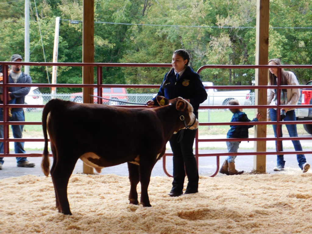 4-H & FFA Youth Livestock Show Results – Ridgeview News