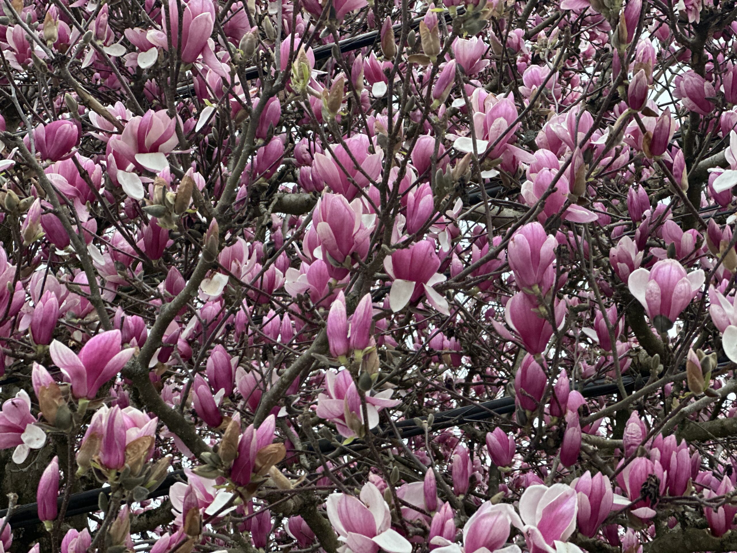 Spring Temperatures placing Miss Magnolia at Risk of Frostbite ...
