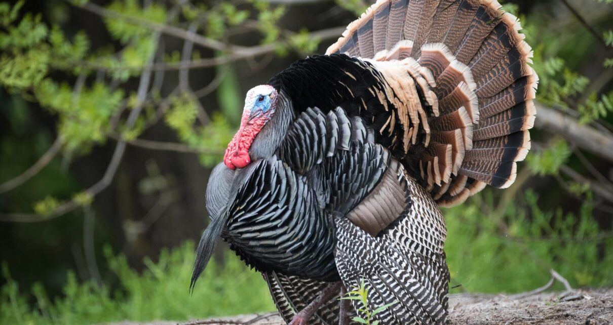 WV SPRING GOBBLER SEASON TO OPEN APRIL 21 – Ridgeview News